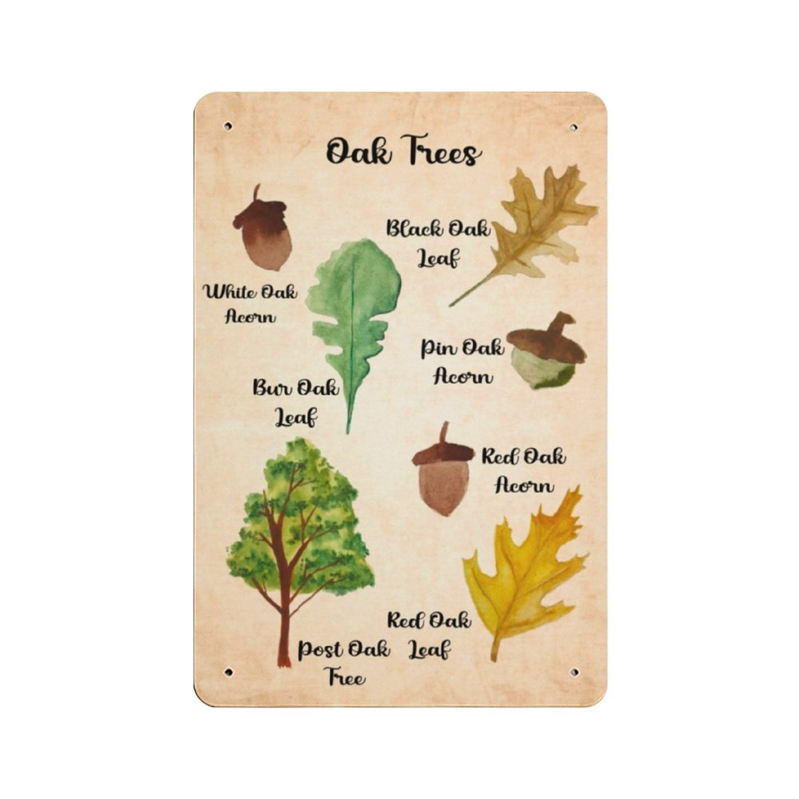 Oak Tree tin sign, Oak Trees Knowledge tin sign, Leaf Identification ...