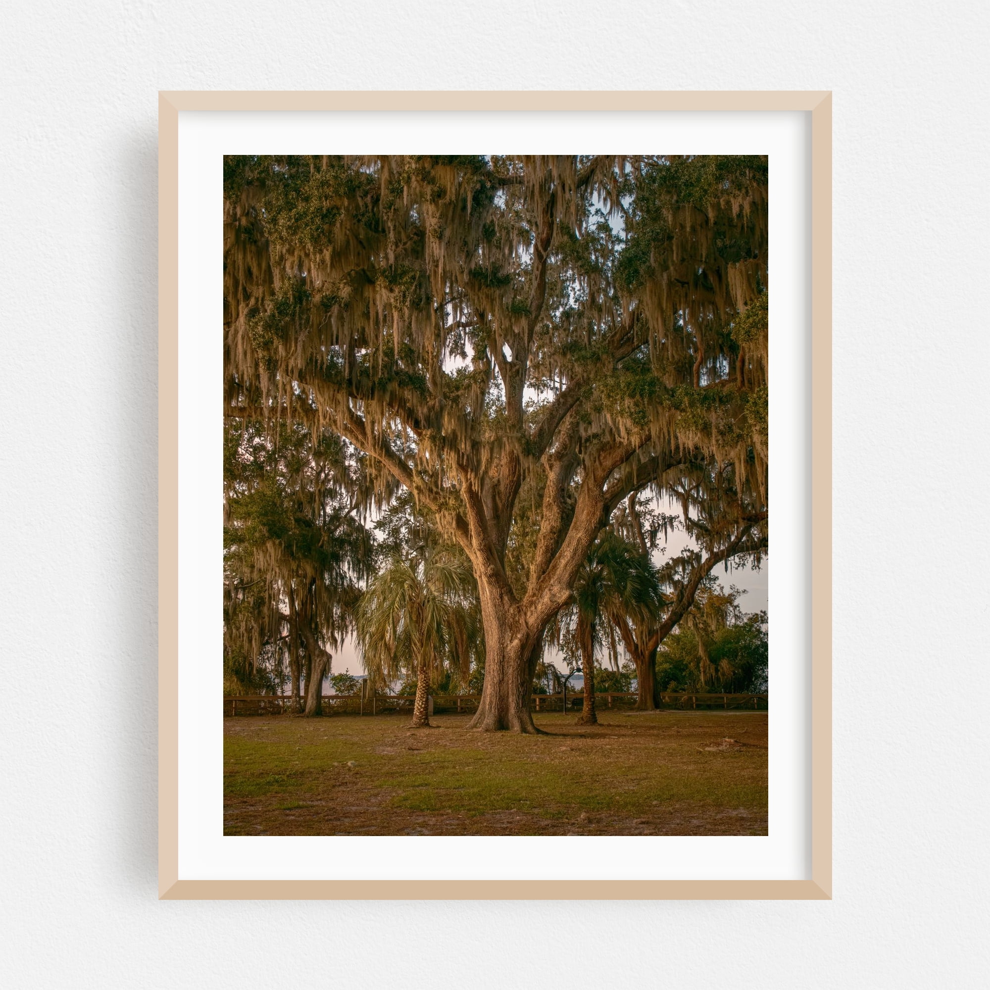 Oak Trees at Alpine Groves Park 01 - Fruit Cove Florida Photography ...