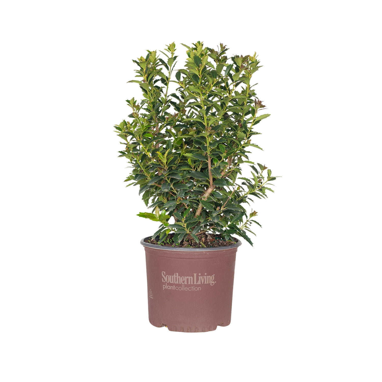 Southern Living Oakland Holly Live Shrub in 3-Gallon Grower Pot ...