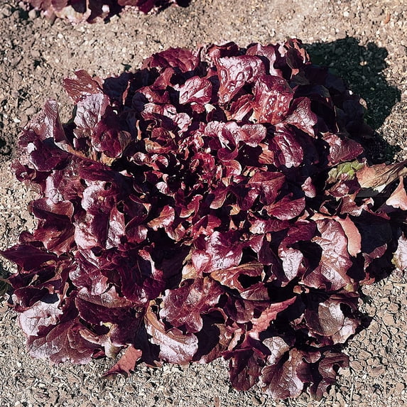 Mountain Valley Seed Company, Red Leaf Oakleaf Lettuce Seeds, Heirloom ...