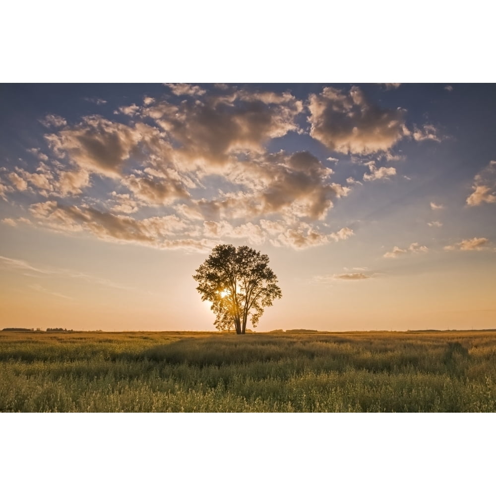 Oat field with cottonwood tree at sunset near Dugald; Manitoba Canada ...