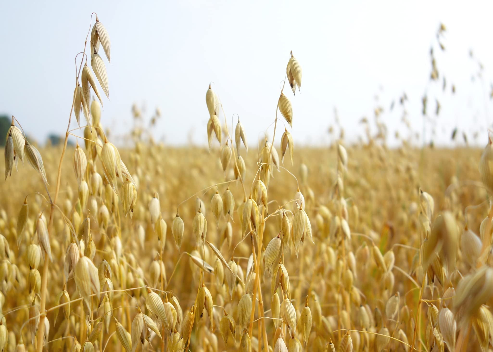 Oats Seeds for Planting - Non-GMO (1 Pound) - Walmart Business Supplies