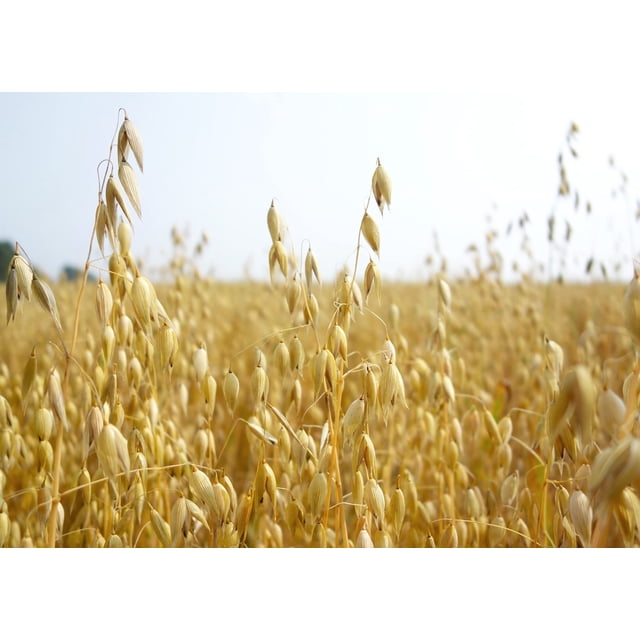 Oats Seeds for Planting - Non-GMO (1 Pound) - Walmart Business Supplies
