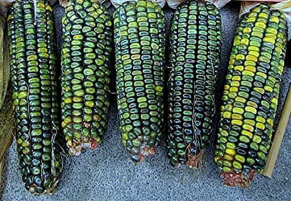 Oaxacan Green Indian Corn Seeds for Planting - 50+ Seeds - Stunning ...
