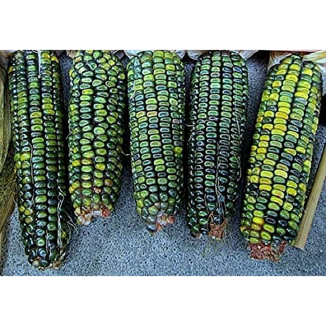Oaxacan Green Indian Corn Seeds for Planting - 50+ Seeds - Stunning ...
