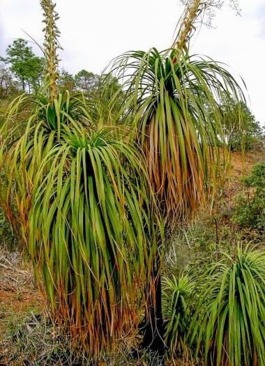 Oaxacan Pony Tail Tree Seeds for Planting (10 Seeds) - Nolina ...
