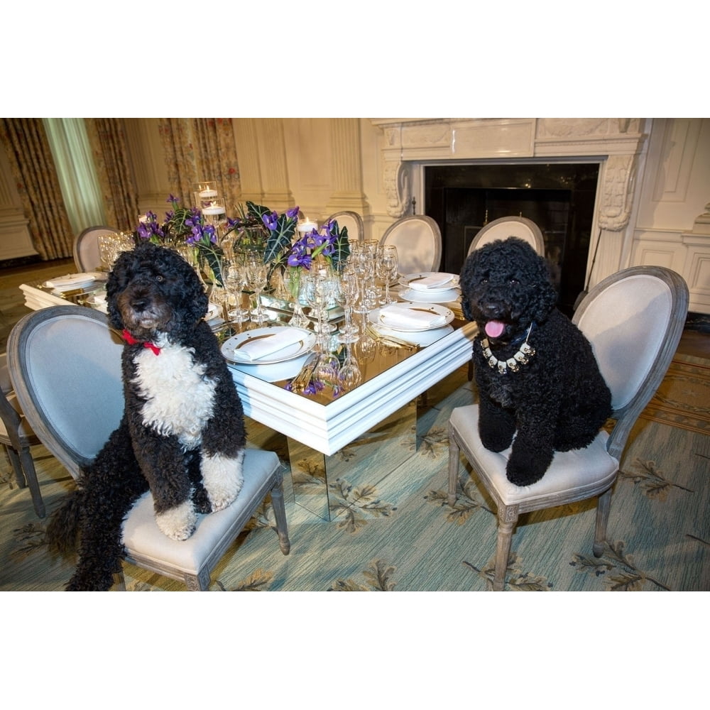 Obama Family Pets Bo And Sunny Sit At A Table In The State Dining Room ...