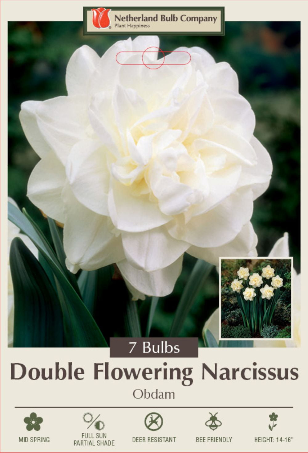 Obdam Double Flowering Narcissus/Daffodil - 14/16 cm - 7 Bulbs ...