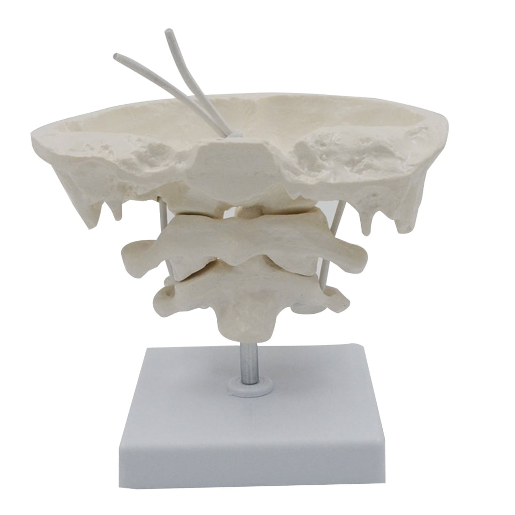 Occipital Bone Model Educational Model Occiput Model for Medical ...
