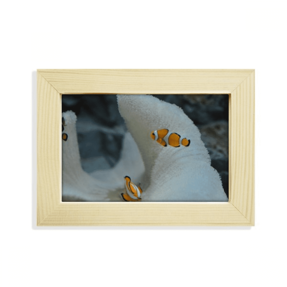 Ocean Clownfish Fish Science Nature Picture Desktop Decorate Photo ...