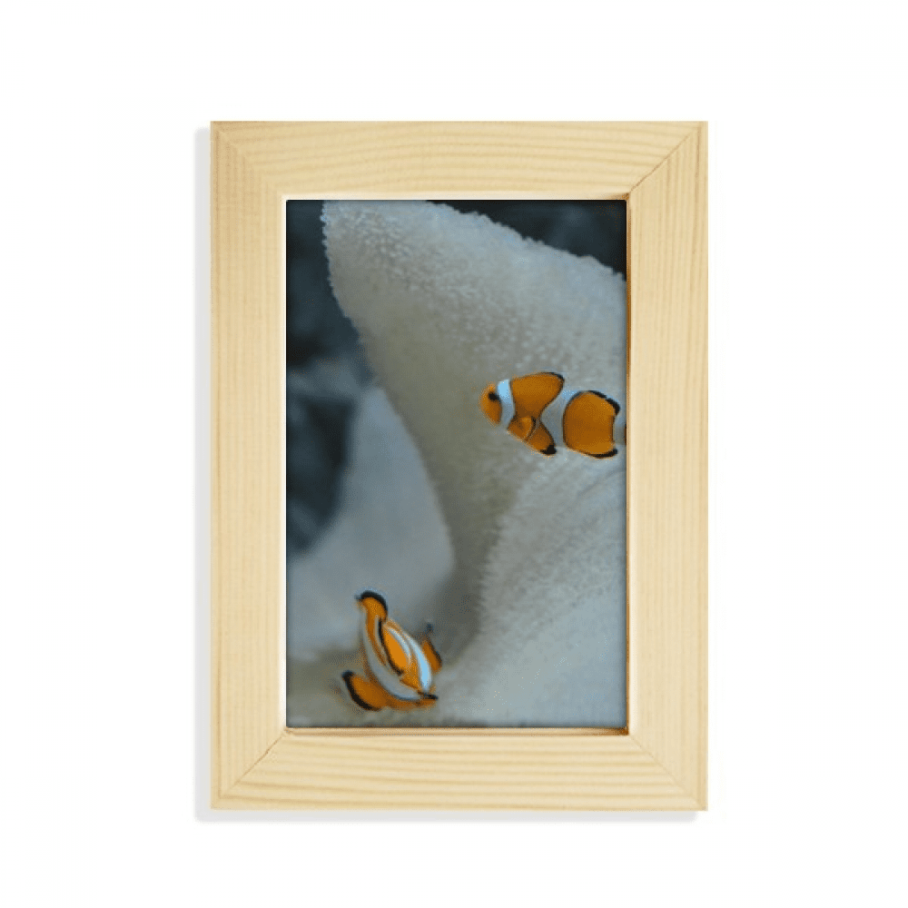 Ocean Clownfish Fish Science Nature Picture Desktop Display Photo Frame ...