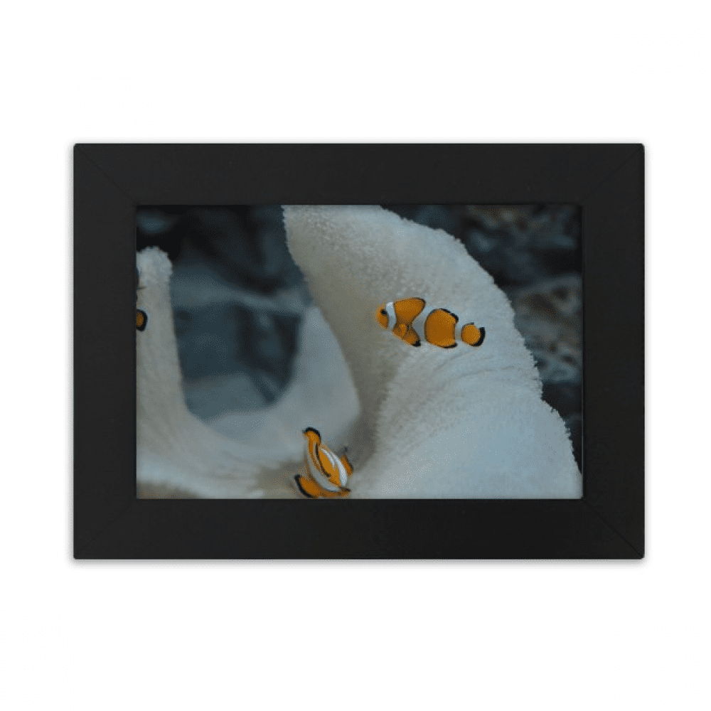 Ocean Clownfish Fish Science Nature Picture Desktop Photo Frame ...