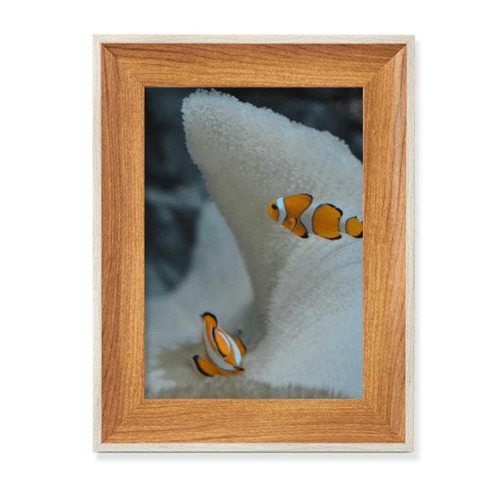 Ocean Clownfish Fish Science Nature Picture Desktop Wooden Photo Frame ...