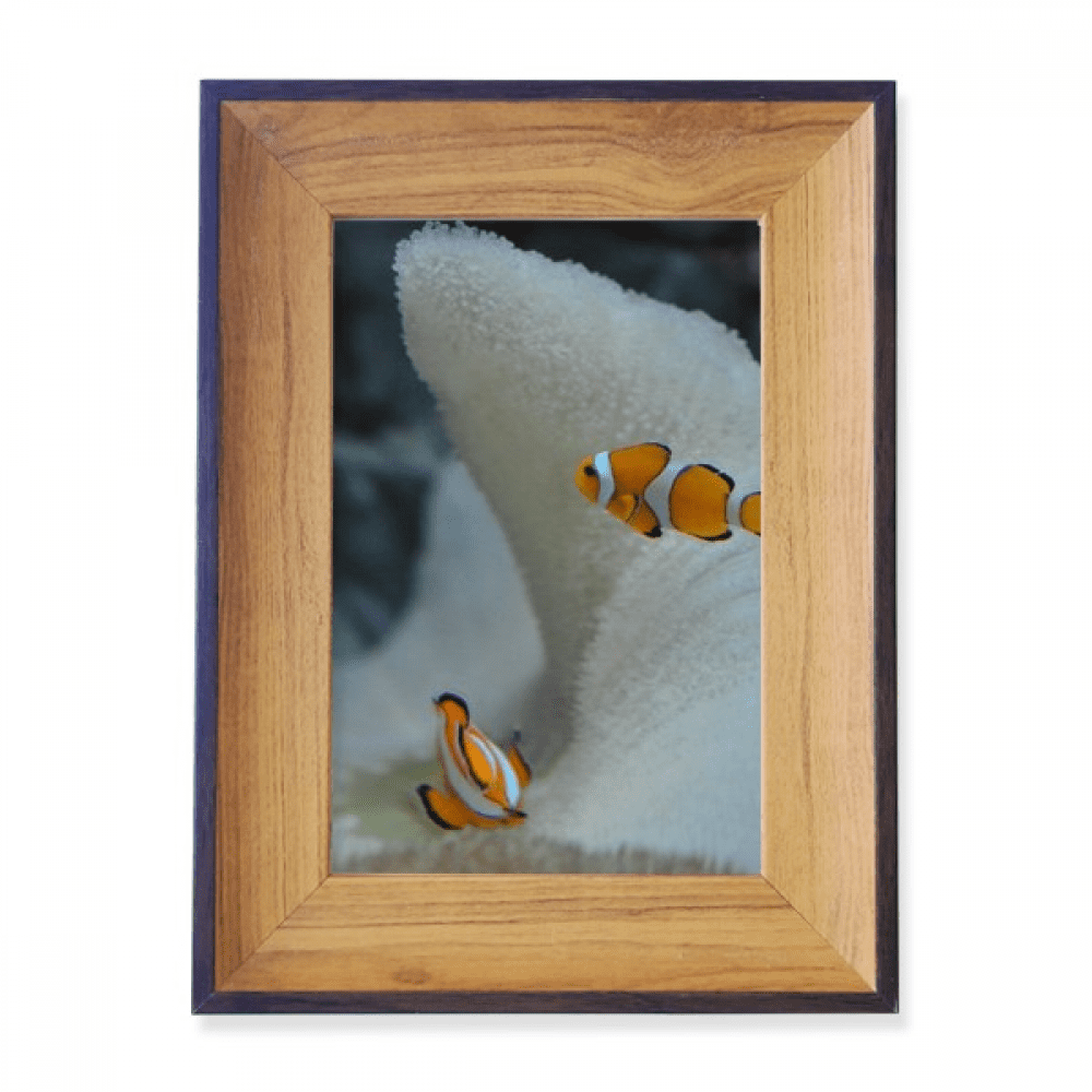 Ocean Clownfish Fish Science Nature Picture Photo Frame Exhibition ...