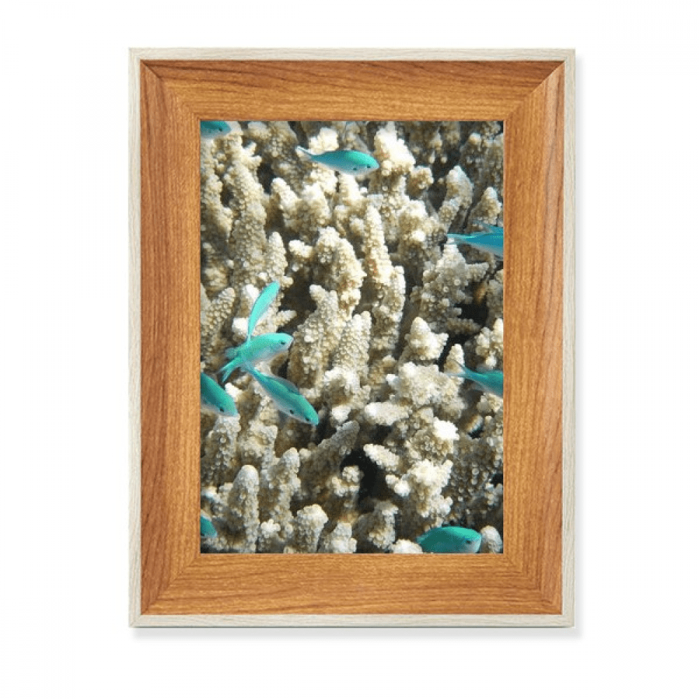 Ocean Fish Science Nature Picture Desktop Wooden Photo Frame Display ...