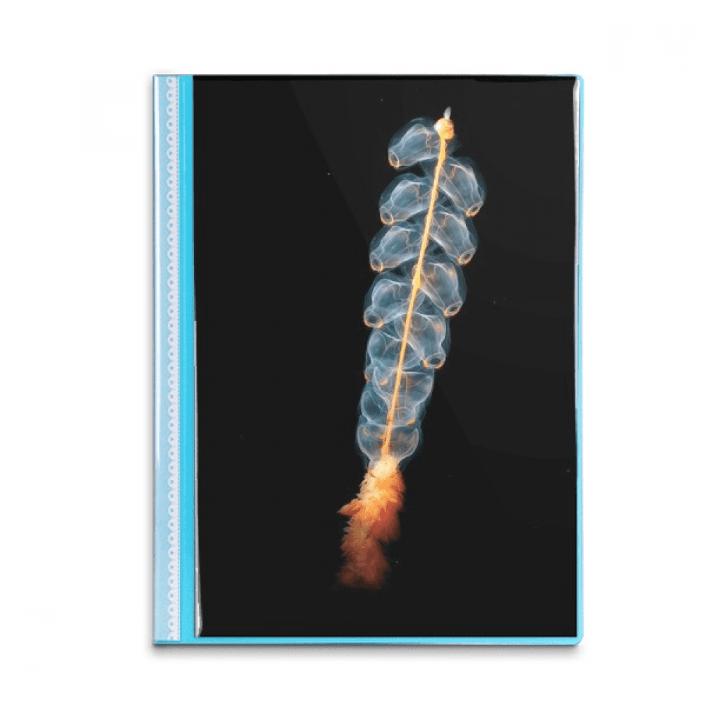 Ocean Jellyfish Science Nature Picture Book Sheet Protectors Portfolio ...