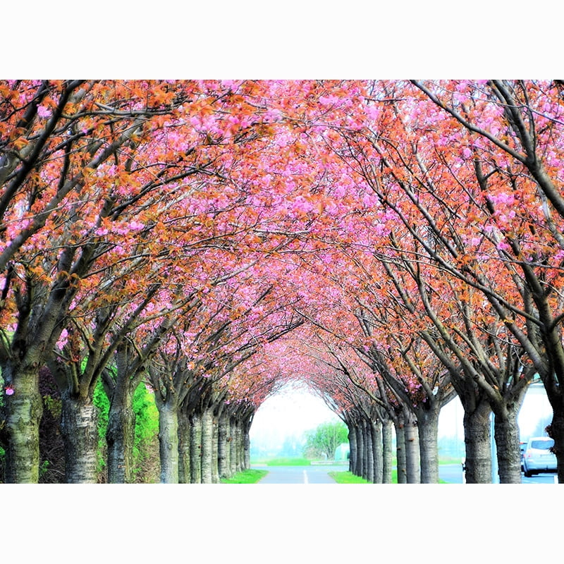 Ocean Scenery Photo Studio Photography Background Lake Scenic Beach Trees Landscape Backdrops FJ ...