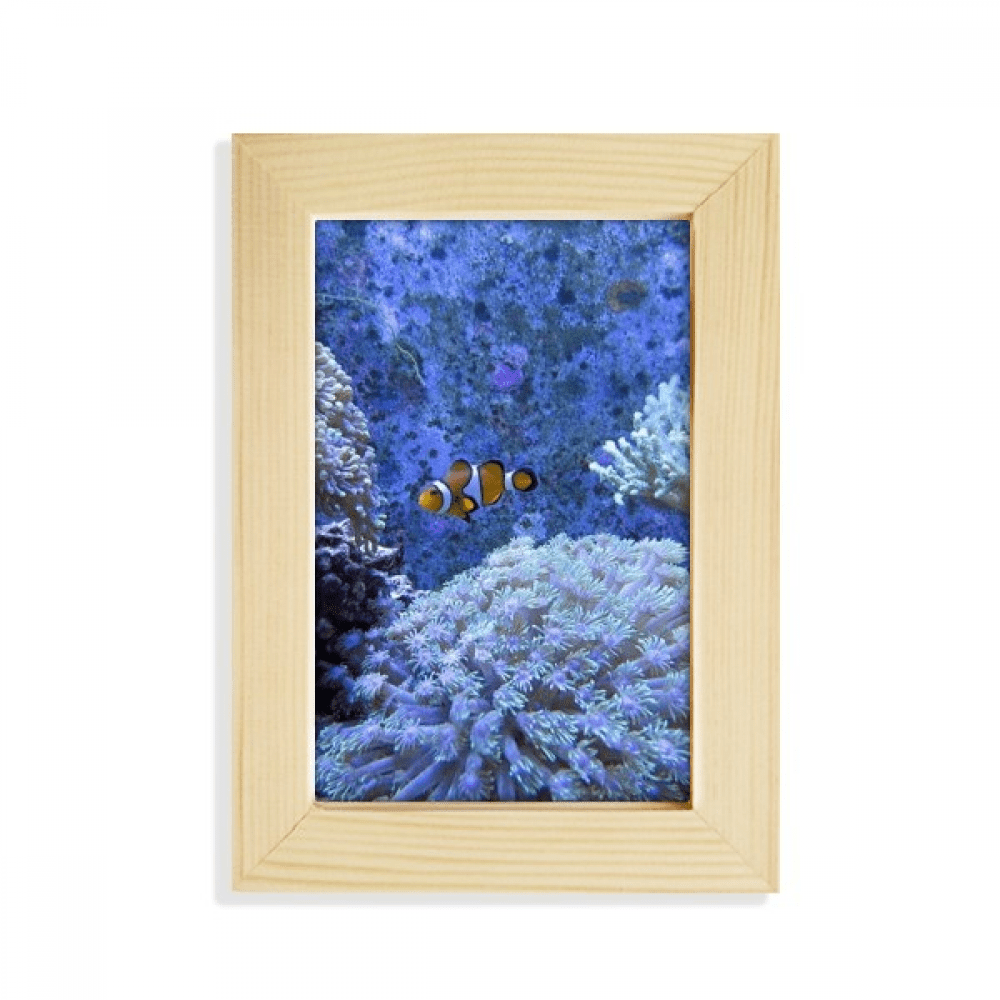 Ocean Science Clownfish Nature Picture Desktop Display Photo Frame ...