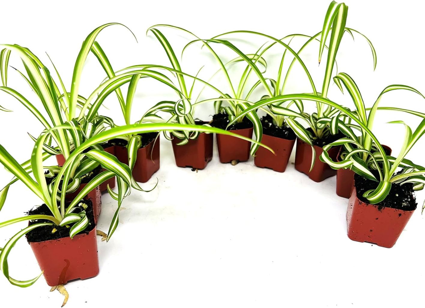 Ocean Spider Collection 10 Plants 2'' Starter pots -Easy to Care -Air ...