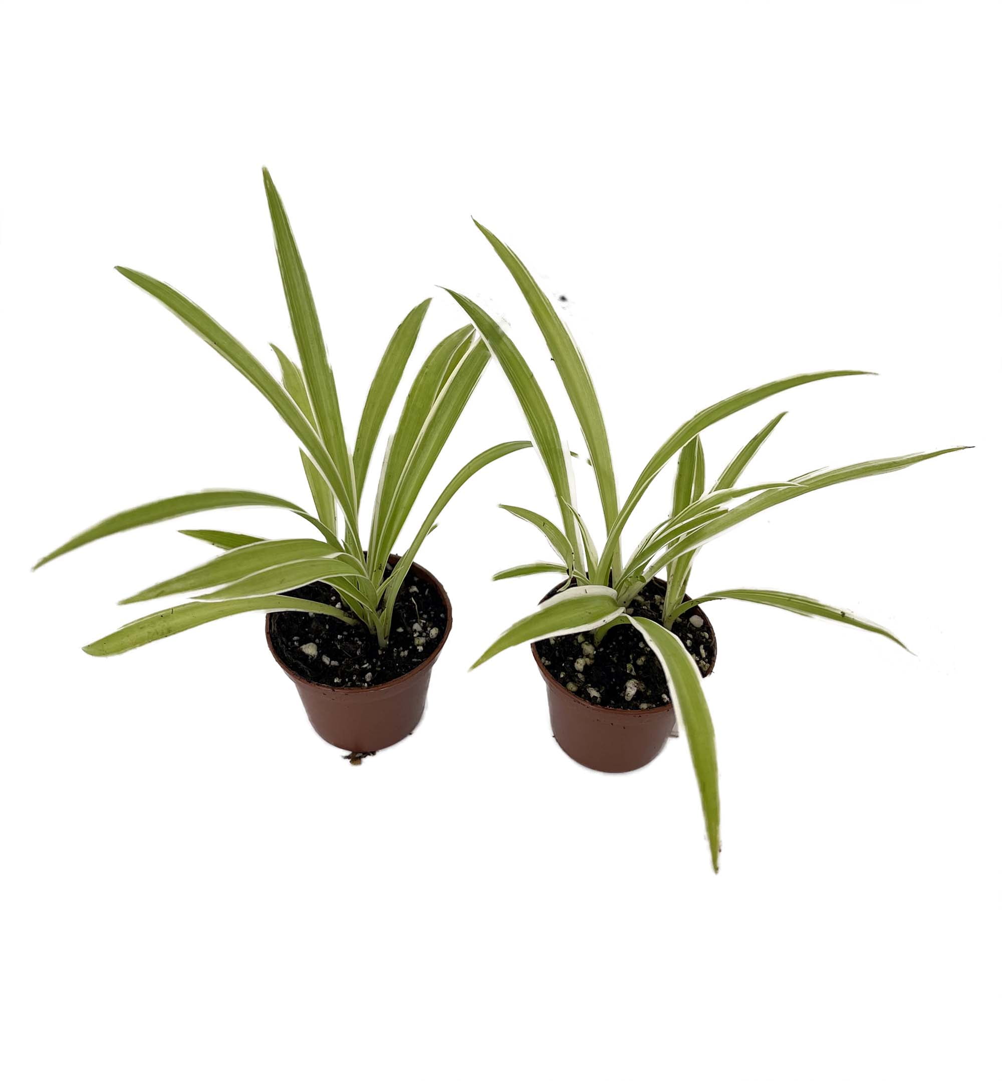 "Hirt's Gardens Homegrown Ocean Spider Plant - 2 Plants in 2"" Pots ...