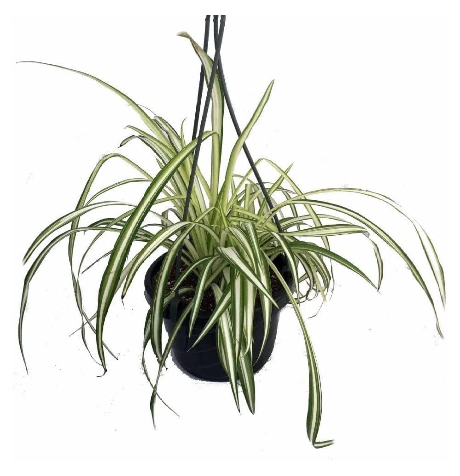 Ocean Spider Plant -Cleans The Air - 6" Hanging Basket - Walmart.com