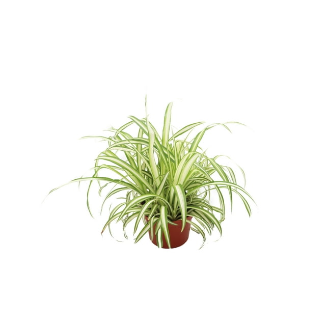 Ocean Spider Plant Variegated - 6'' from California Tropicals - Walmart.com