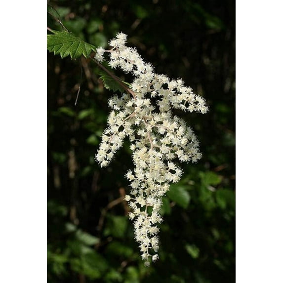 Ocean Spray Bush Seeds for Planting (50 Seeds) - Cream Bush, Holodiscus ...