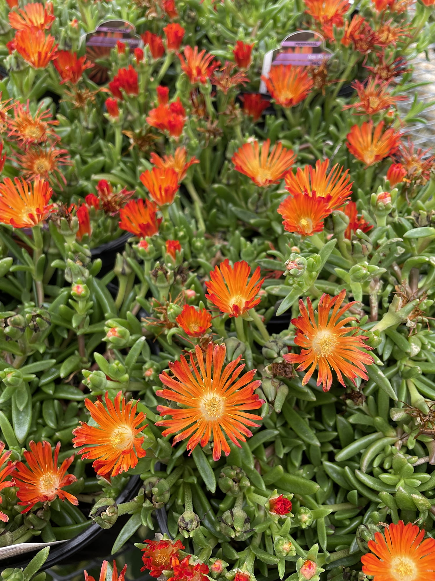 Ocean Sunset™ Delosperma Ice Plant - Vibrant Orange, Drought Tolerant ...