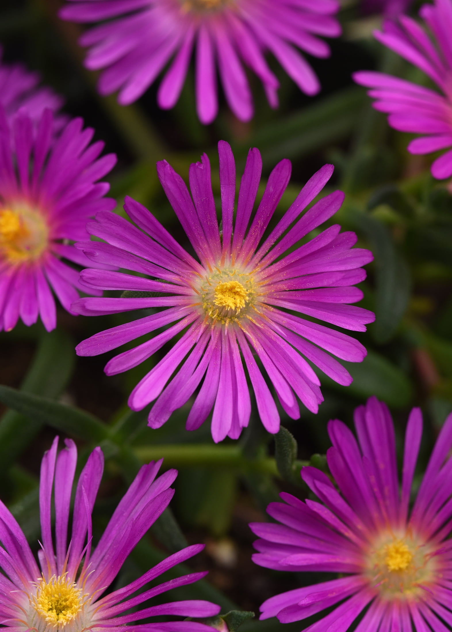 Hirt's Gardens Ocean Sunset Violet Ice Plant, Drought Tolerant ...