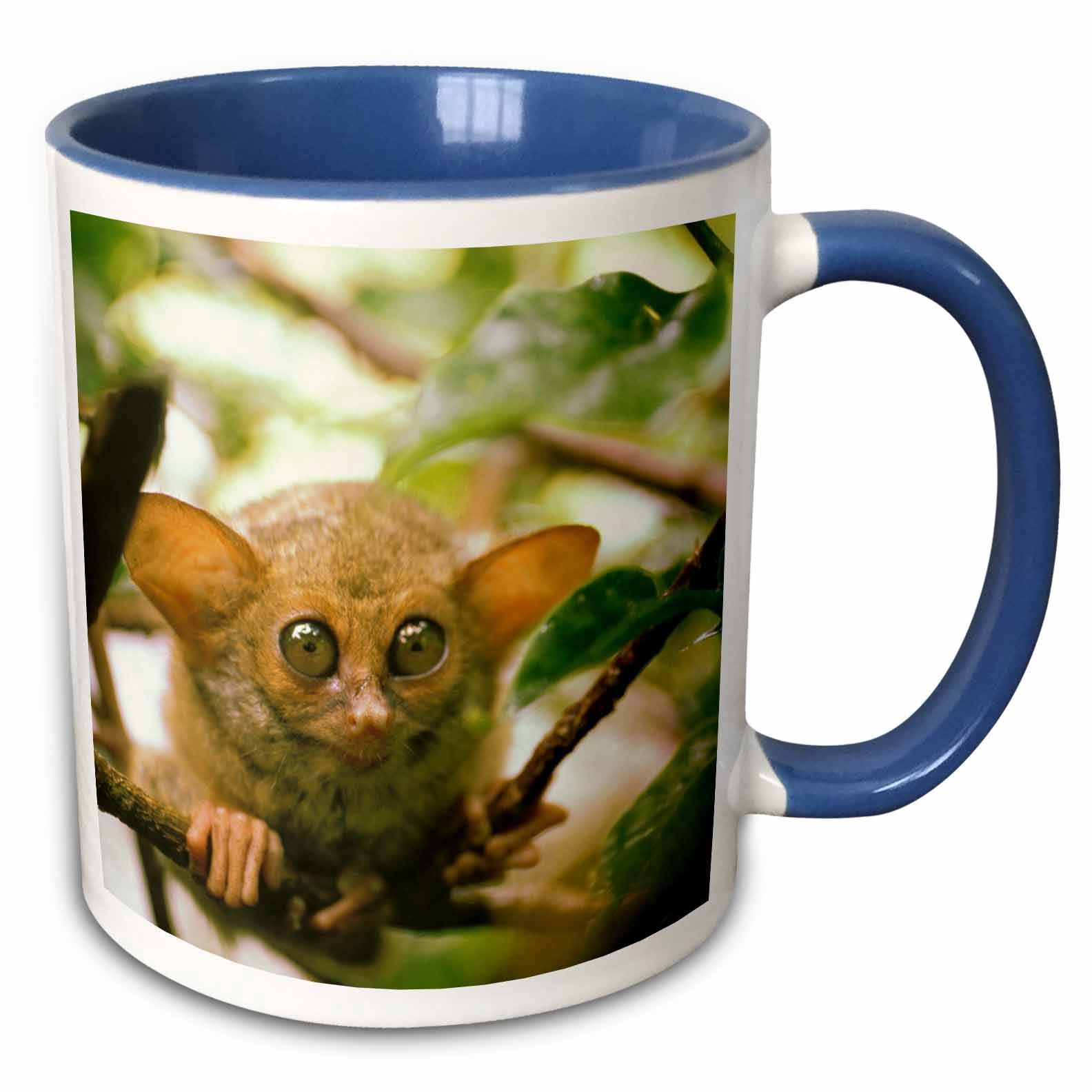 3drose, Oceania, Indonesia, Sulawesi. Tarsier, Primate-as11 Mwe0212 ...