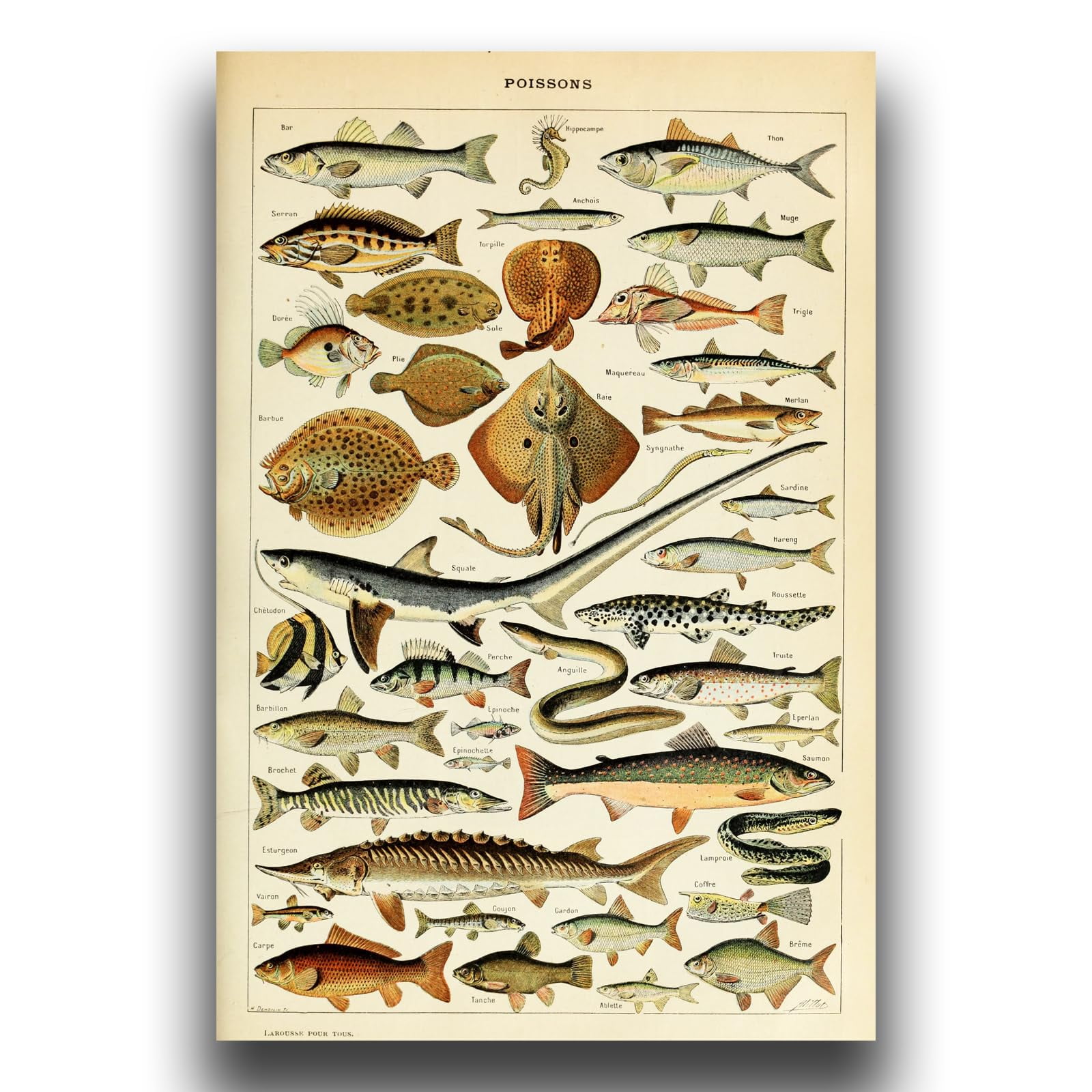 Oceanography Learning Posters, Adolphe Millot Vintage Prints, Marine ...