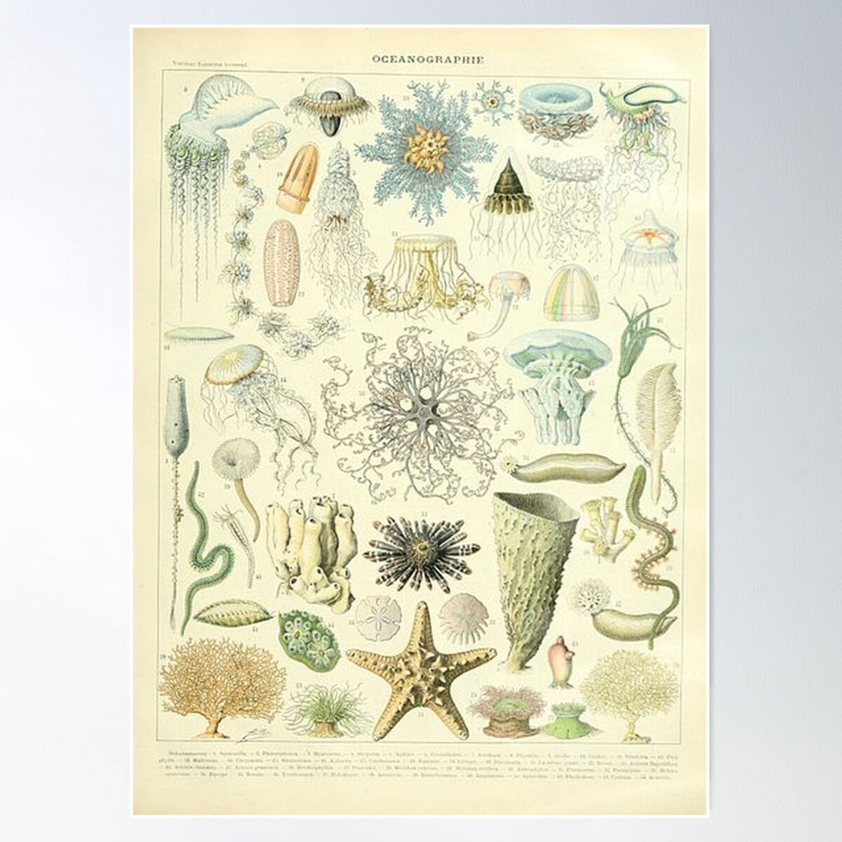 Oceanography -Oceanographie By Adolphe Millot Poster Wall Art, Modern ...