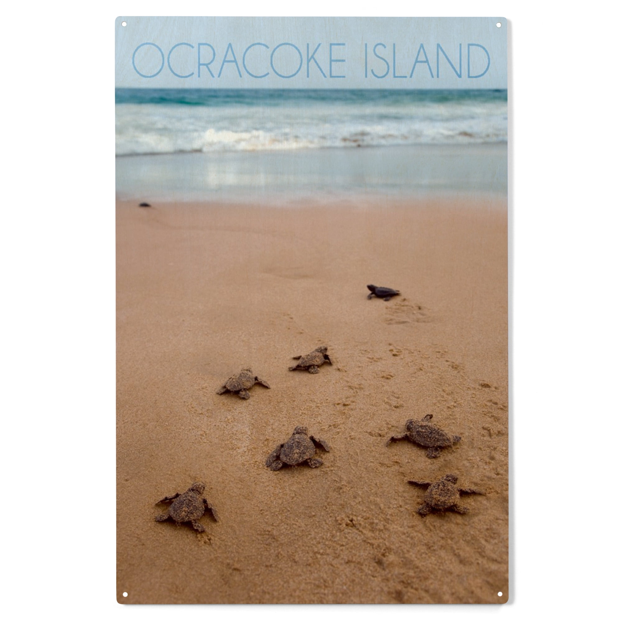 Ocracoke Island, North Carolina, Sea Turtles Hatching Birch Wood Wall ...