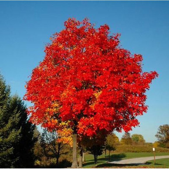 Trees in Live Plants - Walmart.com