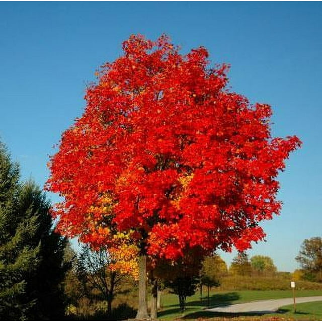 October Glory Maple Tree - Walmart.com