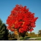 October Glory Maple Tree - Walmart.com