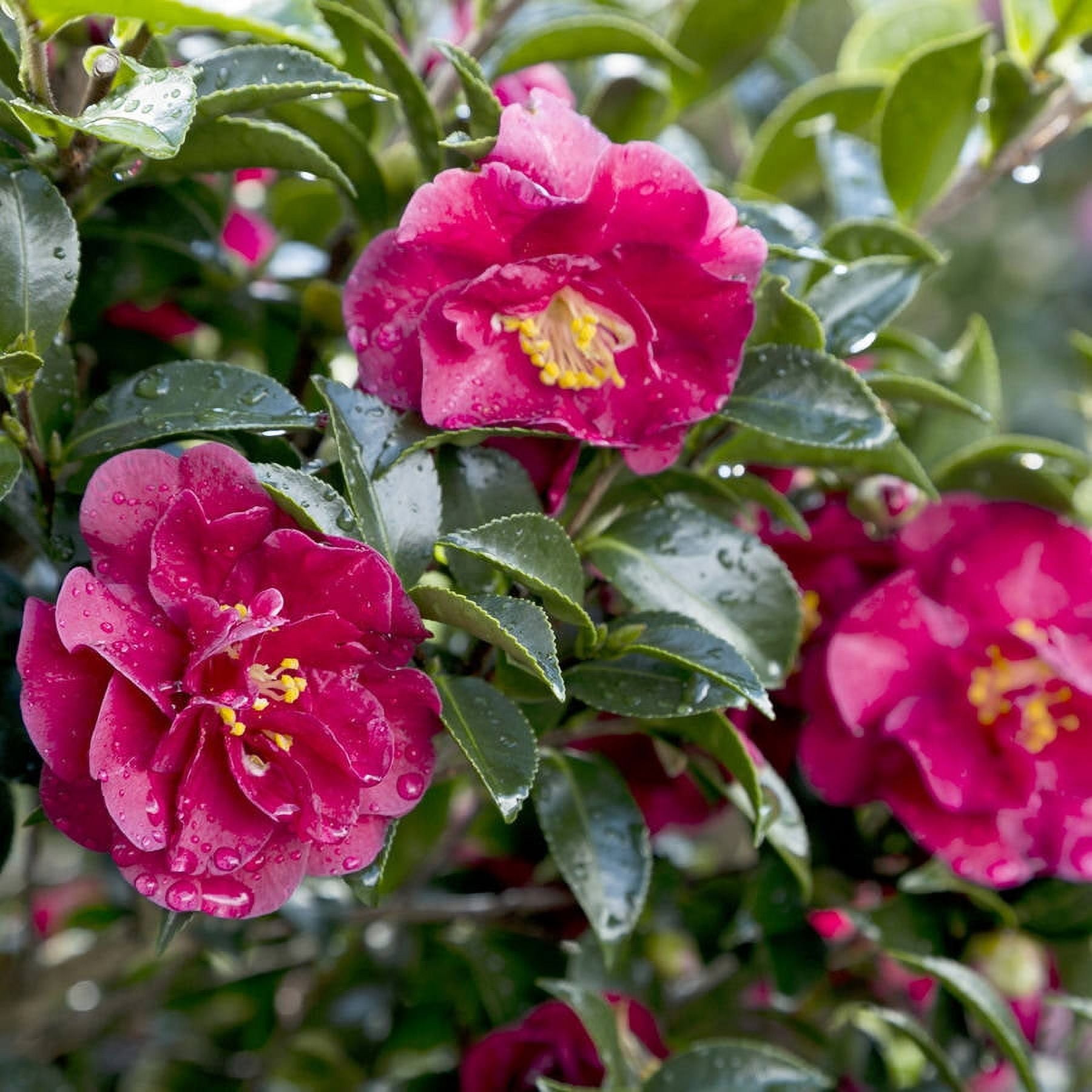 Southern Living October Magic Ruby Camellia Live Shrub in 2.5-Quart ...