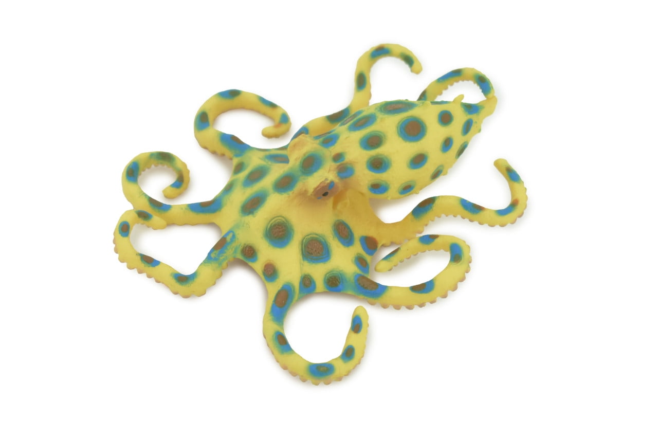 Octopus, Blue-ringed octopuses, Octopodes, Octopoda,Museum Quality ...