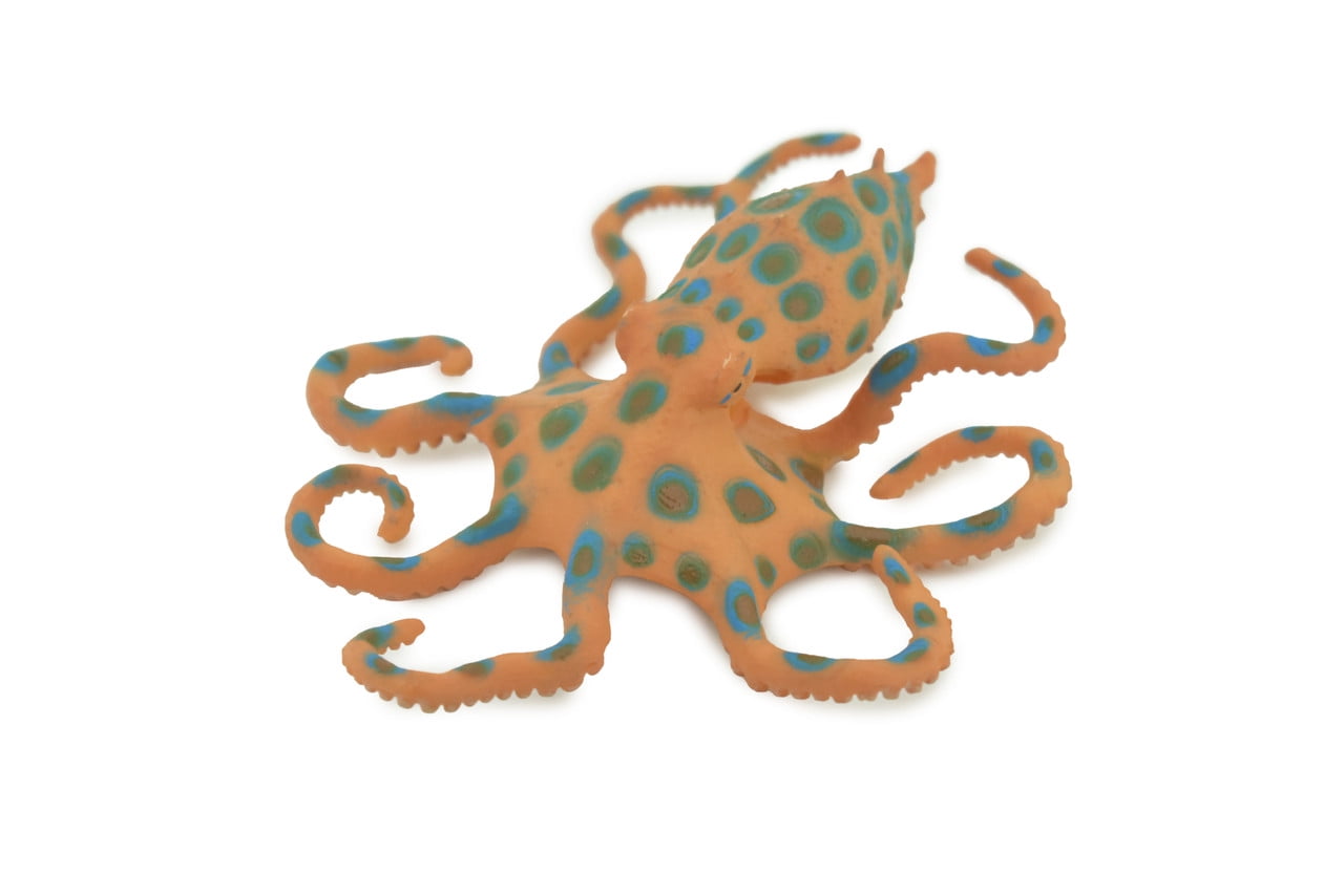 Octopus, Blue-ringed octopuses, Octopodes, Octopoda,Museum Quality ...