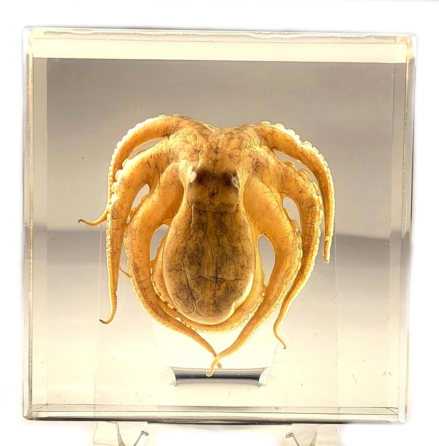 Octopus Encased in 94mm Crystal Clear Lucite Resin Paperweight Specimen ...