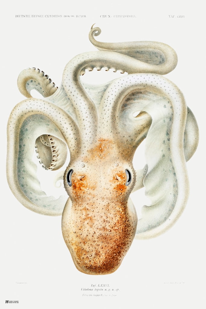 Octopus Scientific Anatomy Illustration Animal Poster Ocean Sea Marine ...