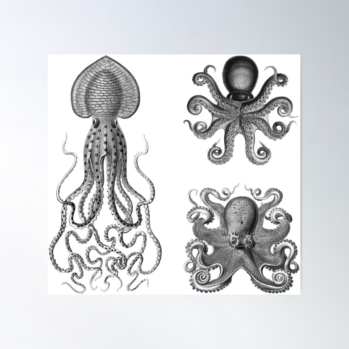 Octopus Squid Kraken Art Tentacles Seashell Deep Sea Ocean Creatures ...