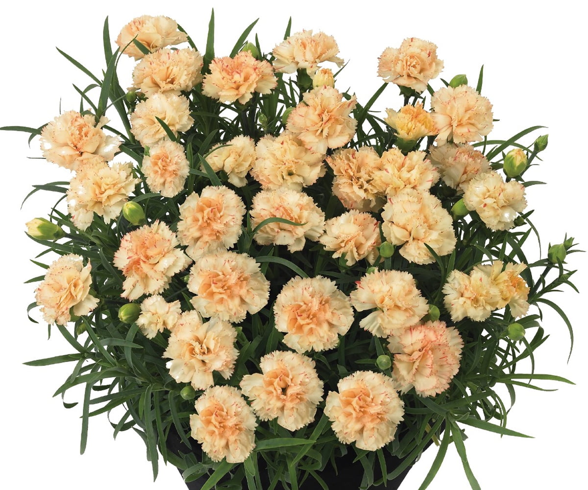 Hirt's Gardens, Odessa Bling Bling Dianthus, Peach Orange Flowers ...