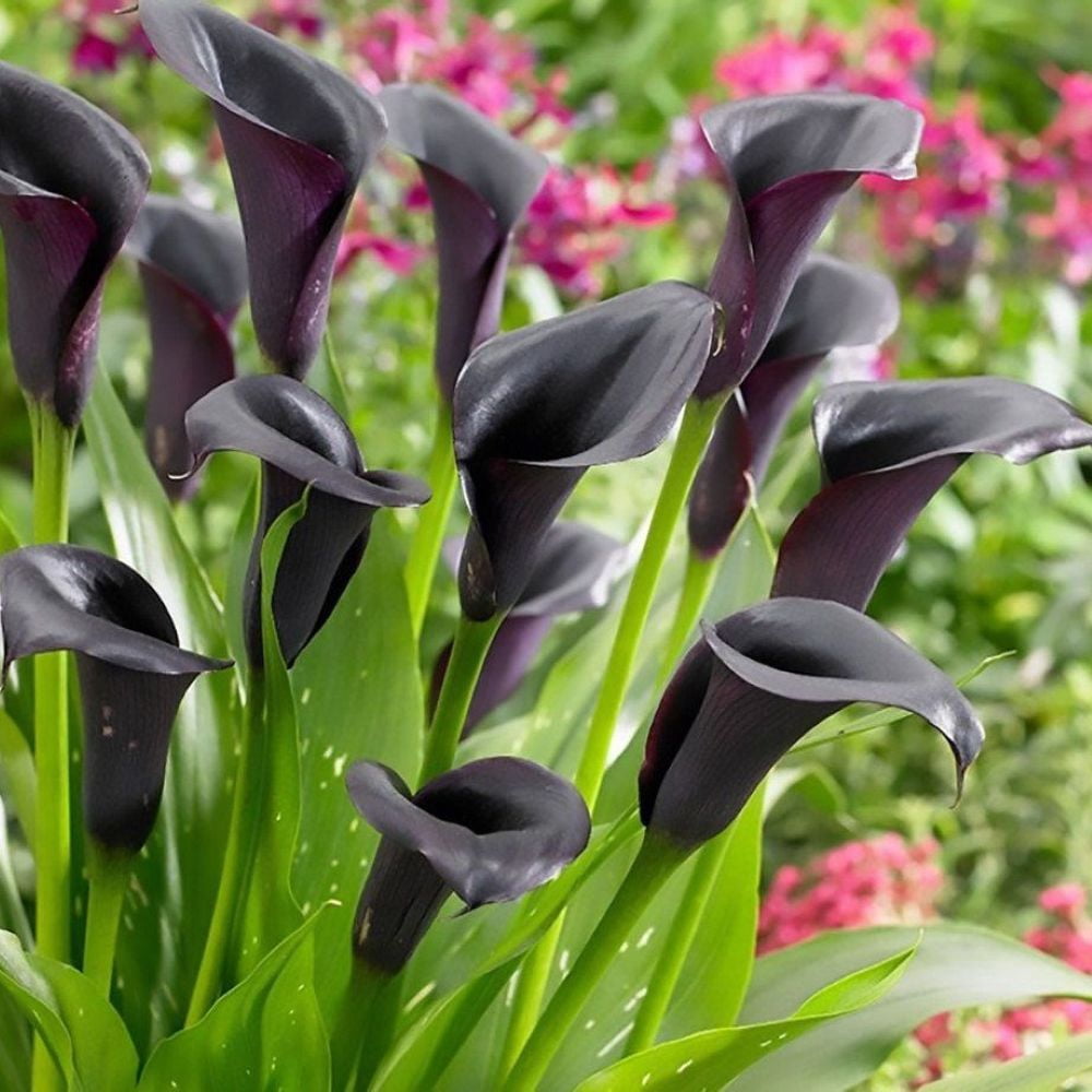 Odessa Dark Maroon-Purple Calla Lily Bulb, 14/16 cm, Ideal for Pot ...
