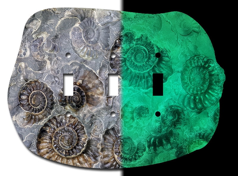 Off The Wall Plates - Ammonite Glow in the Dark Decorative Acrylic ...