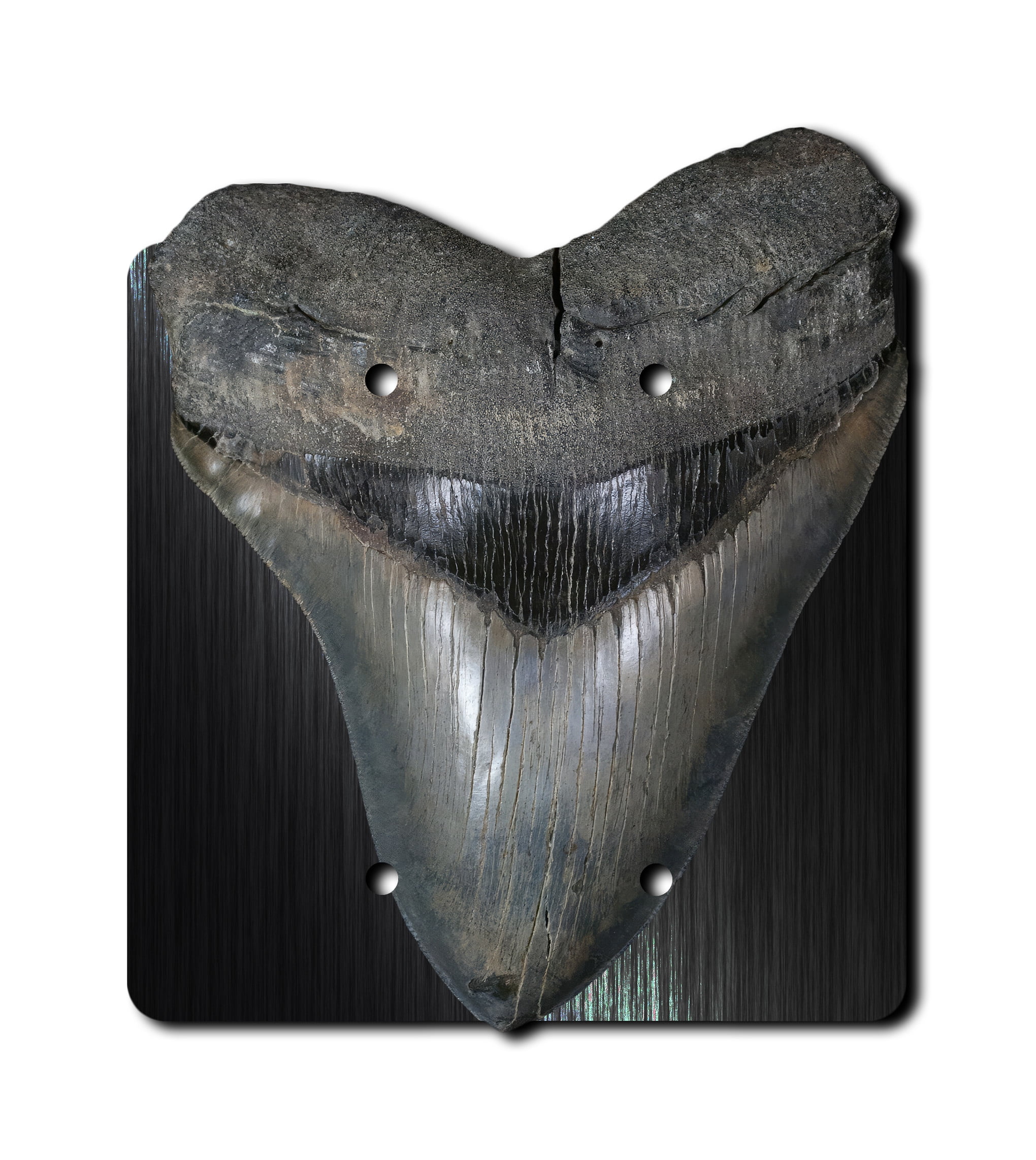 Off The Wall Plates - Megalodon Classic Decorative Acrylic Cover Double ...