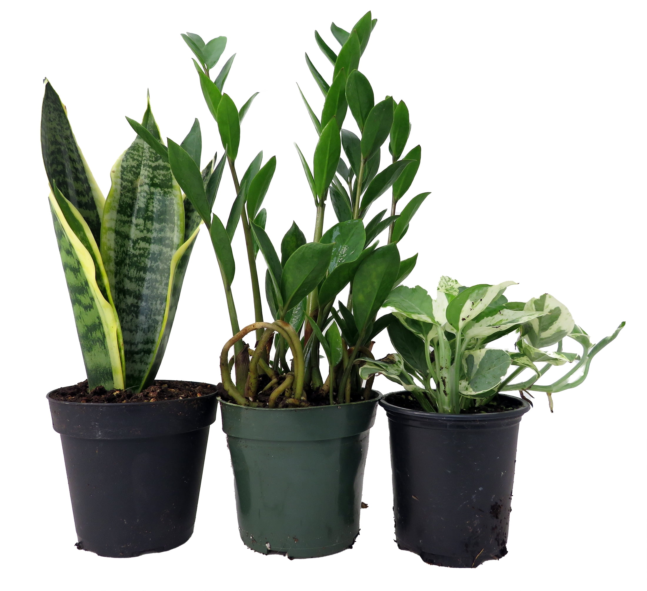 Office Plant Collection #1 -Snake/ZZ/Pothos - 3 Pack in 4" Pots ...