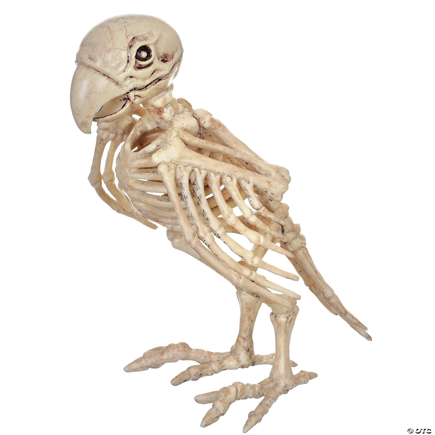 Official Crazybonez Realistic Faux Parrot Skeleton Halloween Decoration ...