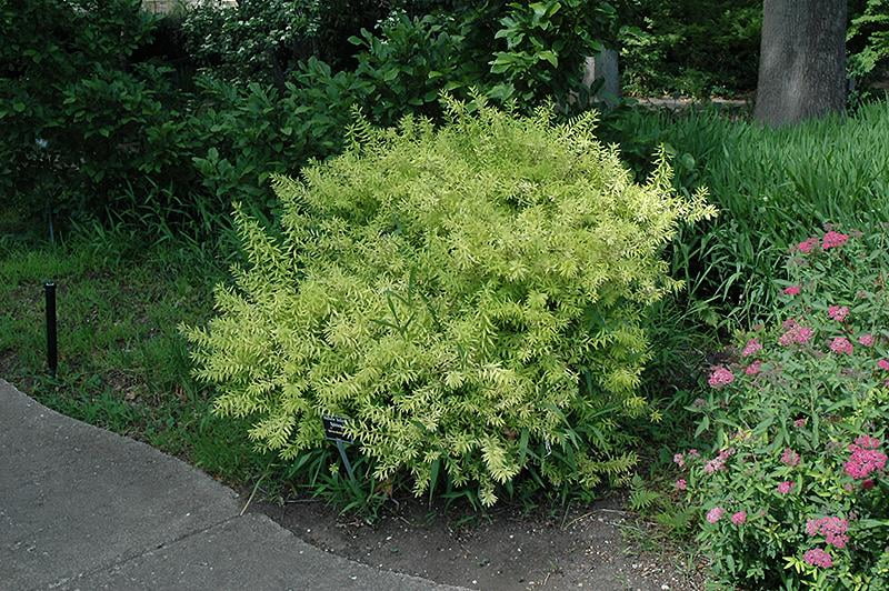 RedCrocus Ogon' Thunberg Spirea- Bright Golden Foliage, White Spring ...