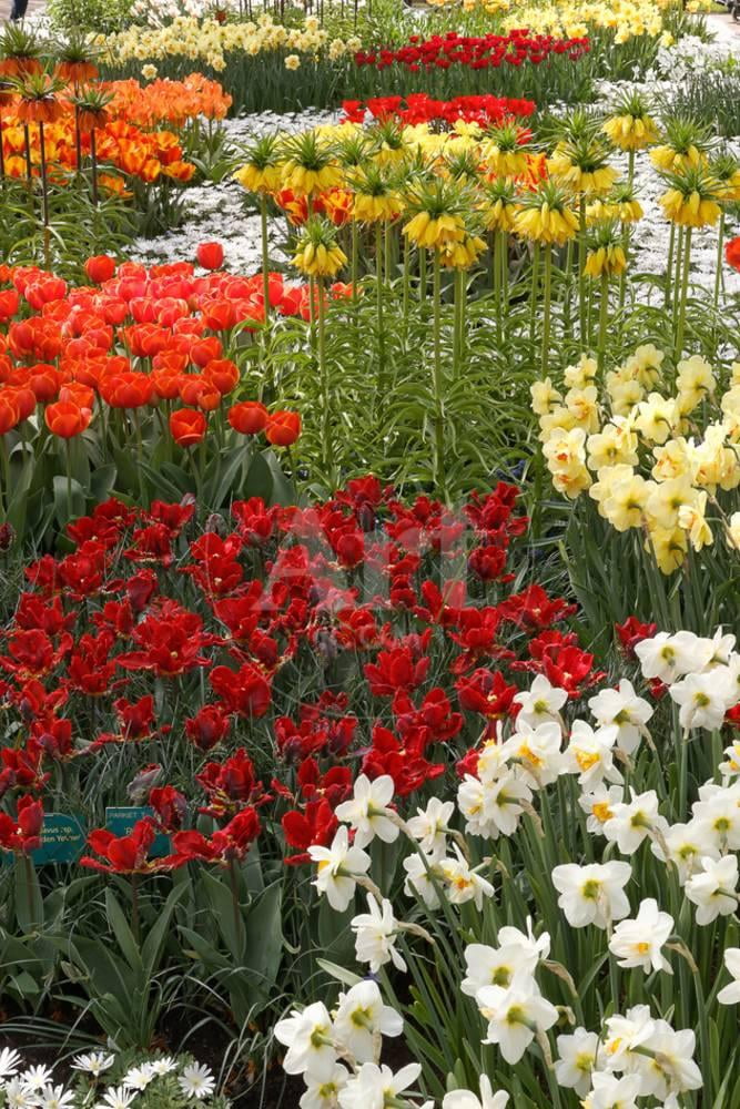 Ogres Full of Colorful Flowers, Tulips and Hyacinths Vertical, Unframed ...